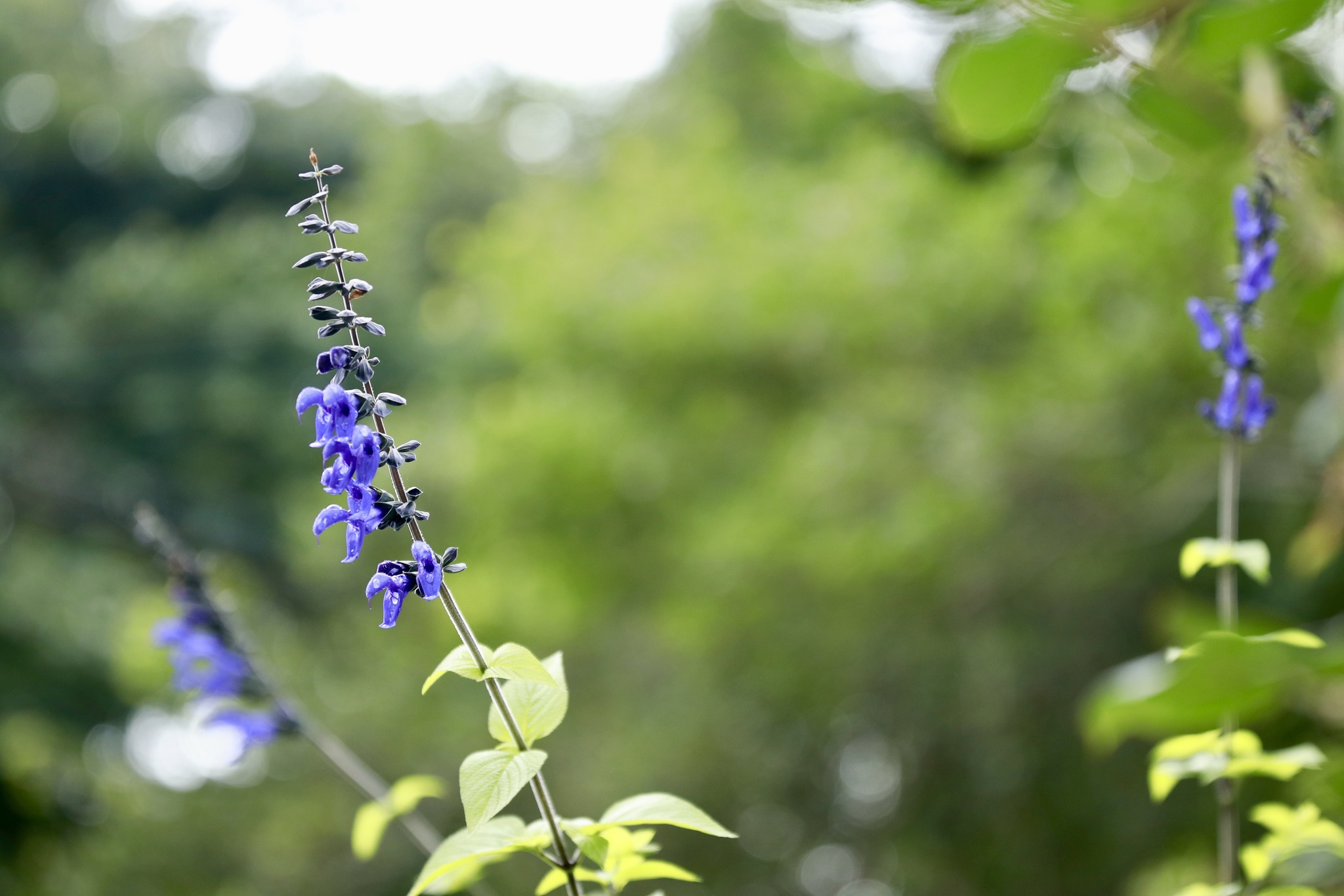 怪獣たち - @moon_freak / かしゃっと。