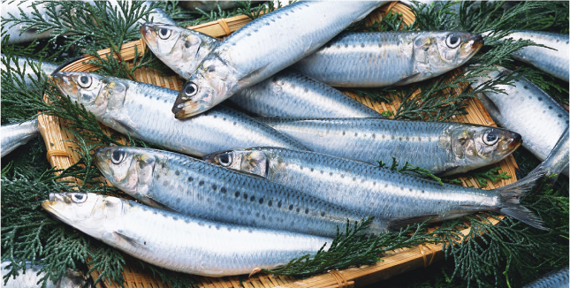 いわしの旬はいつ？千葉・北海道など有名産地の時期や各特徴について！ | お食事ウェブマガジン「グルメノート」