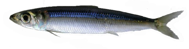 いわしの旬はいつ？千葉・北海道など有名産地の時期や各特徴について！ | お食事ウェブマガジン「グルメノート」