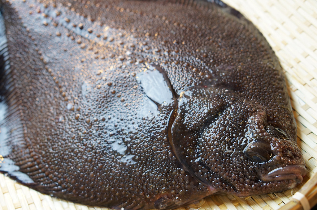 サメガレイの旬と価格を調査！刺身のさばき方や煮付け・切り込みも紹介！ | お食事ウェブマガジン「グルメノート」