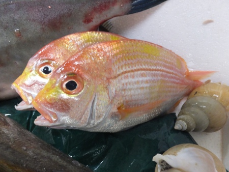 鯛の種類数は？それぞれの味や特徴・料理の仕方を一覧で紹介 | お食事ウェブマガジン「グルメノート」