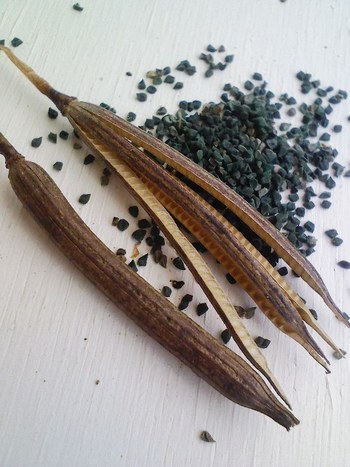 モロヘイヤの栽培・育て方は？種まきから収穫まで詳しく解説！ | お食事ウェブマガジン「グルメノート」