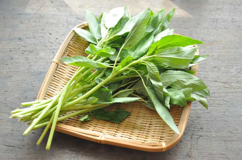 モロヘイヤの茎に毒がある？安全な食べ方や症状の対処法を解説 | お食事ウェブマガジン「グルメノート」