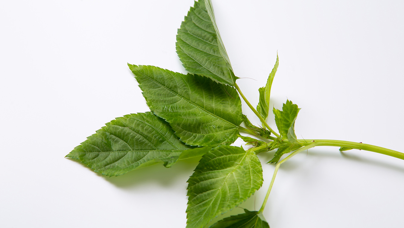 モロヘイヤの茎に毒がある？安全な食べ方や症状の対処法を解説 | お食事ウェブマガジン「グルメノート」