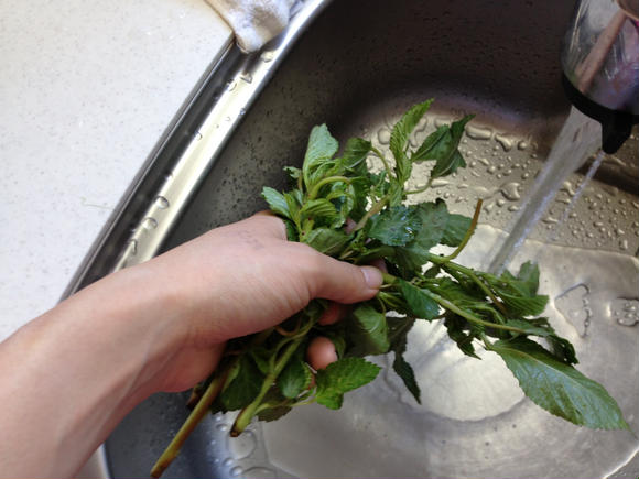 モロヘイヤの茎に毒がある？安全な食べ方や症状の対処法を解説 | お食事ウェブマガジン「グルメノート」