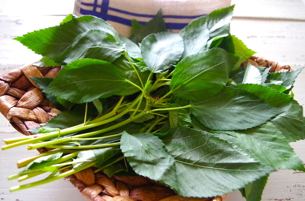 モロヘイヤとは？毒がある？葉・茎の食べ方とおすすめレシピを紹介 | お食事ウェブマガジン「グルメノート」