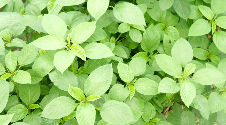 モロヘイヤとは？毒がある？葉・茎の食べ方とおすすめレシピを紹介 | お食事ウェブマガジン「グルメノート」