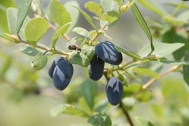 ハスカップの味と食べ方は？北海道のお土産にピッタリの商品も紹介！ | お食事ウェブマガジン「グルメノート」