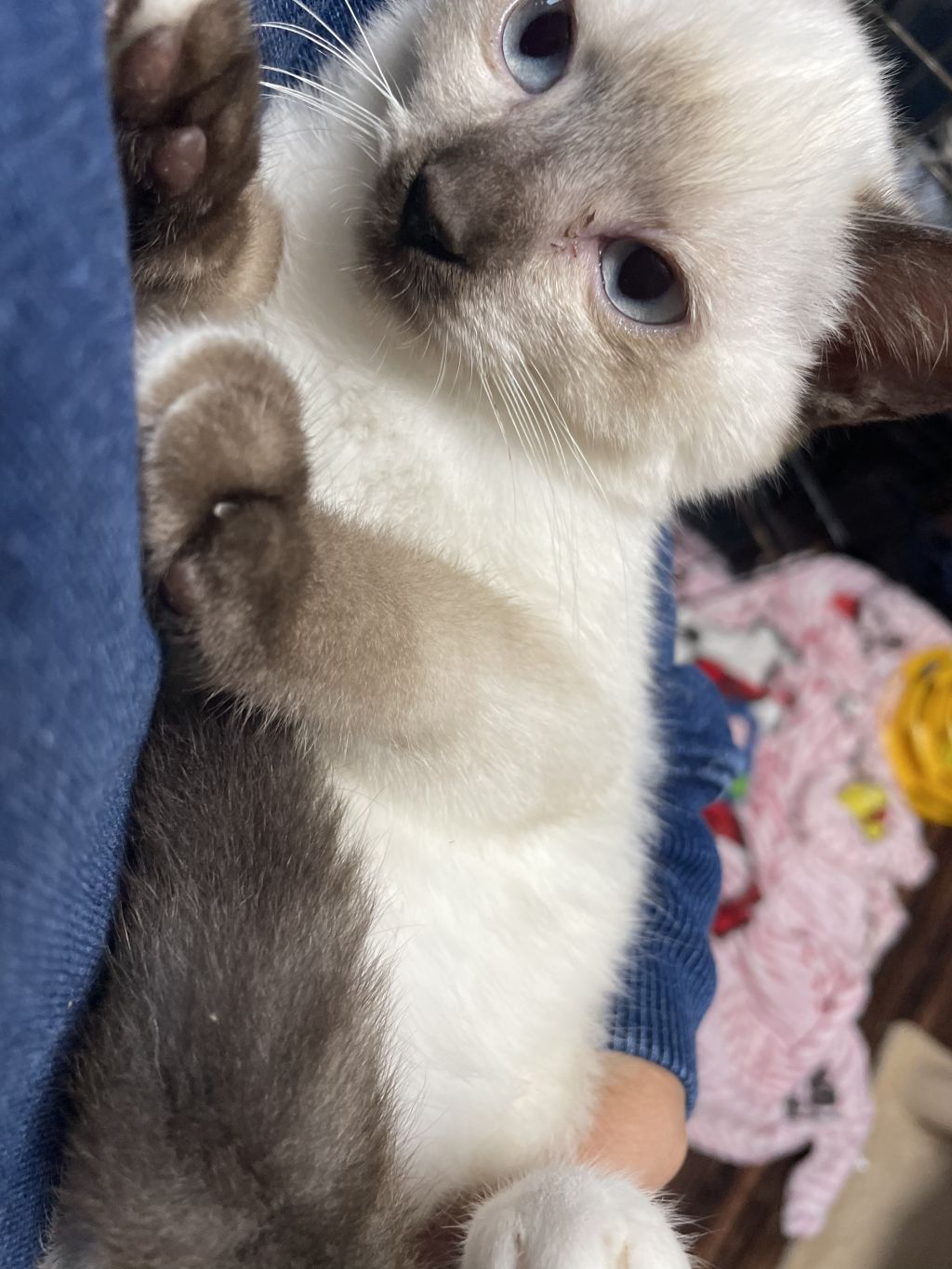 青い瞳がおしゃれなあおい4ヶ月 | 雑種(ミックス猫) | 宮古島SAVE THE ANIMALS | 保護犬・保護猫の里親募集サイトならOMUSUBI(お結び)