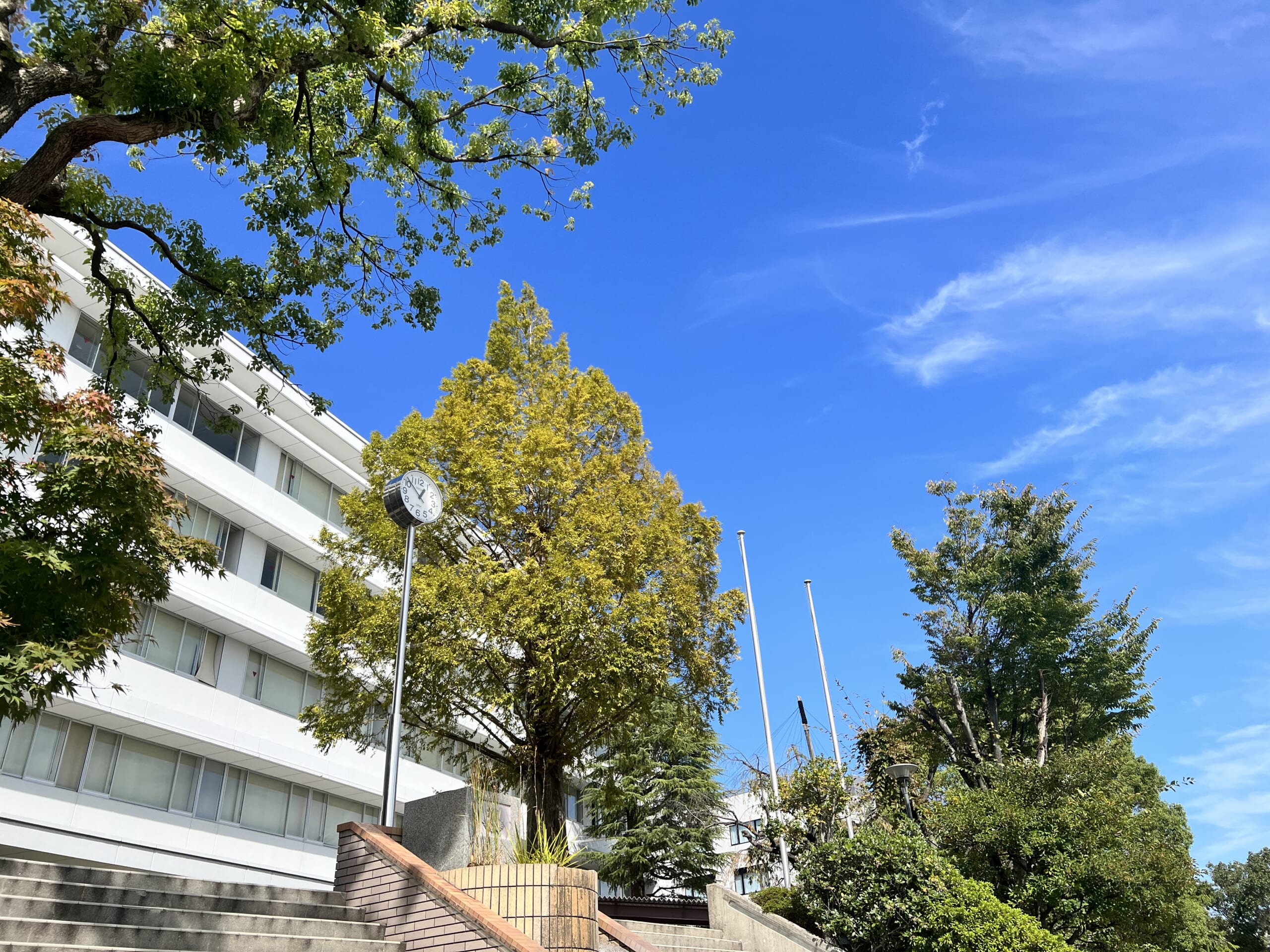 生徒を見守るシンボルツリー | 「メタセコイア ライトアップ」プロジェクト | 雲雀丘学園中学校・高等学校 | Yellz（エールズ）