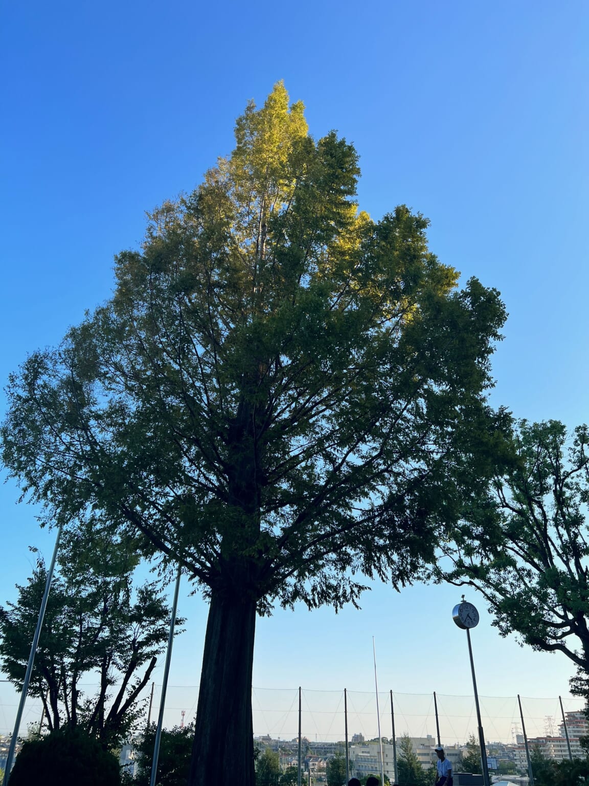 実現すると関西最大の学園イルミネーションツリーとなります！ | 「メタセコイア ライトアップ」プロジェクト | 雲雀丘学園中学校・高等学校 | Yellz（エールズ）