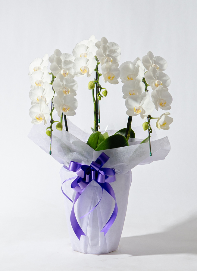 【お供え】ミディ胡蝶蘭 白 アマビリス 3本立ち | 胡蝶蘭ならHitoHana(ひとはな)