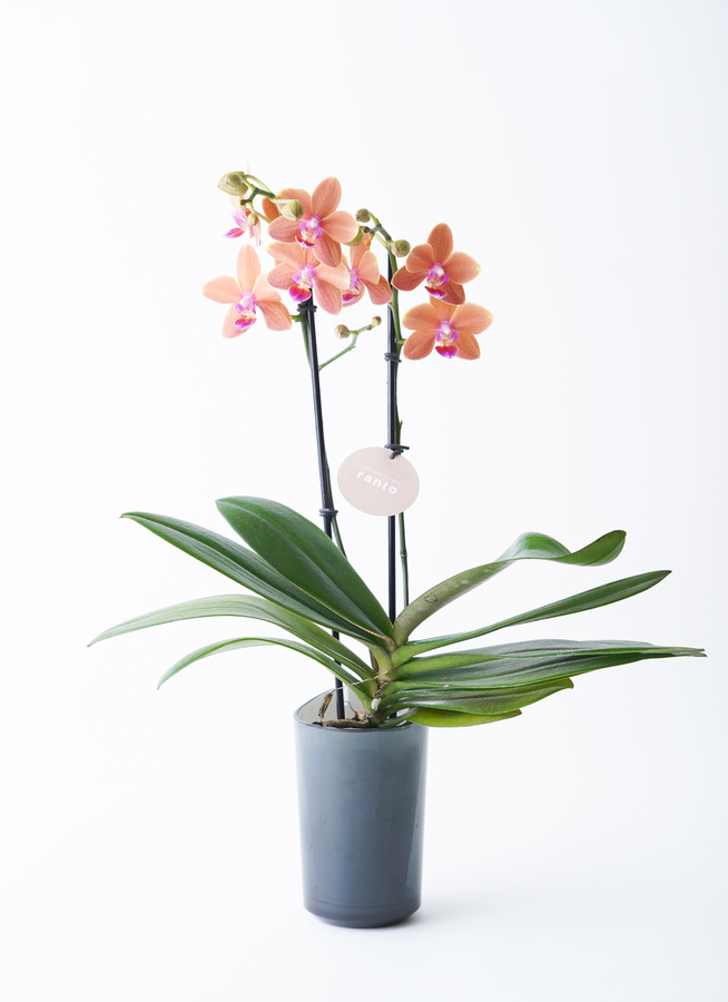 ミニ胡蝶蘭 ranto オレンジ Mサイズ × グレー鉢 | 胡蝶蘭ならHitoHana(ひとはな)