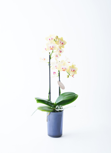 ミニ胡蝶蘭 ranto イエロー Mサイズ × ブルー鉢 | 胡蝶蘭ならHitoHana(ひとはな)