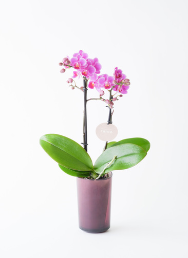 ミニ胡蝶蘭 ranto ディープピンク Mサイズ × レッド鉢 | 胡蝶蘭ならHitoHana(ひとはな)