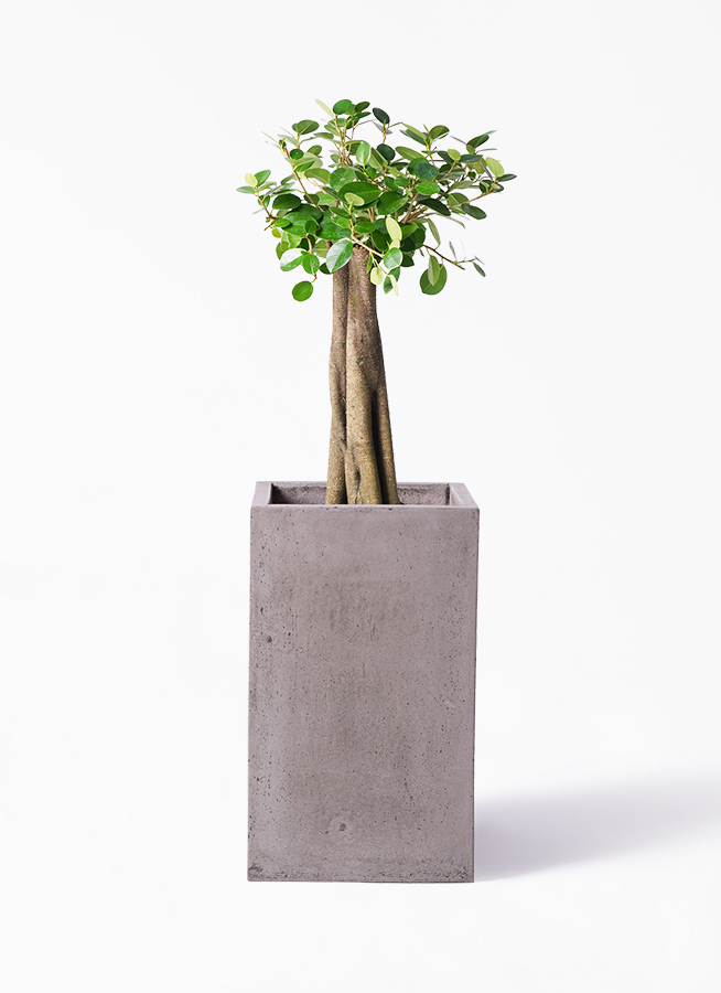 観葉植物 ガジュマル 8号 パンダ 朴仕立て セドナロング グレイ 付き | 観葉植物ならHitoHana(ひとはな)