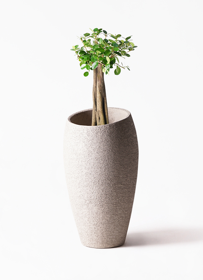 観葉植物 ガジュマル 8号 パンダ 朴仕立て Eco Stone（エコストーン）トールタイプ Light Gray 付き | 観葉植物なら ...