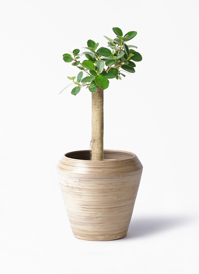 観葉植物 ガジュマル 6号 パンダ 朴仕立て アルマ ミドル 付き | 観葉植物ならHitoHana(ひとはな)