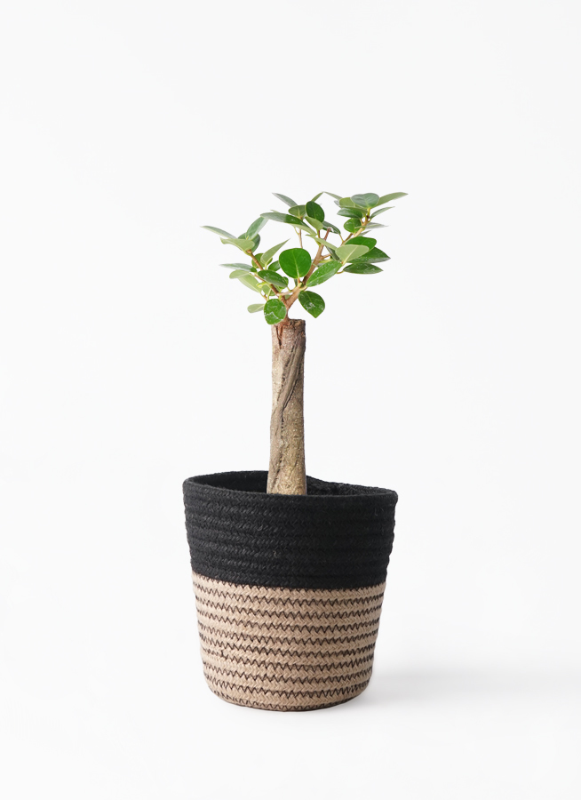 観葉植物 ガジュマル 4号 パンダ 朴仕立て Rib Basket (リブバスケット) Natural and Black 付き | 観葉植物 ...