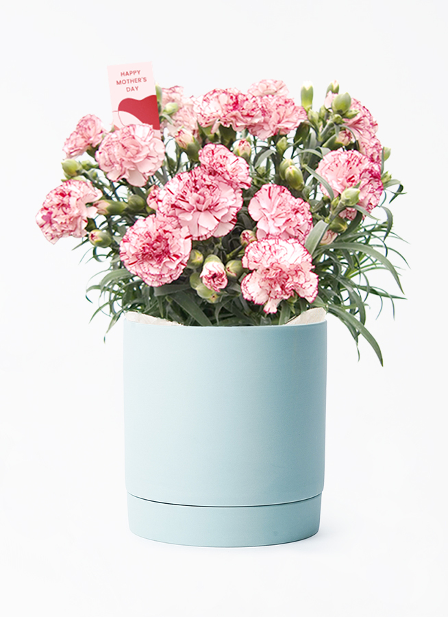 【母の日】カーネーション 鉢植えのお花 ビアンフェ 陶器鉢 青緑 M #murmures YM-005MBG | 鉢植えのお花ならHitoHana(ひとはな)