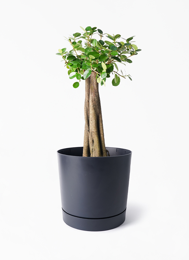 観葉植物 ガジュマル 8号 パンダ 朴仕立て プロスパー トゥーボ アンスラサイト 付き | 観葉植物ならHitoHana(ひとはな)