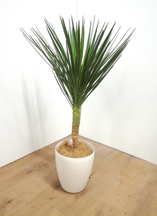 ユッカ・アロイフォリア（斑入り）センジュラン - nimfomane.com