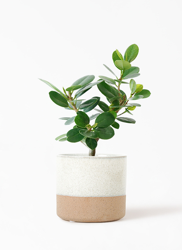 観葉植物 ガジュマル 3号 パンダ ハンナ11 W ホワイト 付き | 観葉植物ならHitoHana(ひとはな)