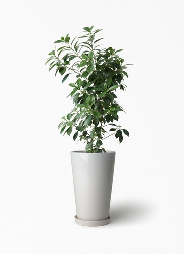 観葉植物フィカス ナナ 6号 ラウンド 付き | 観葉植物ならHitoHana(ひとはな)