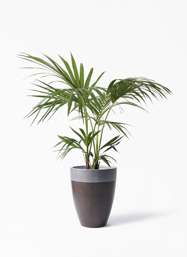 観葉植物 ケンチャヤシ 8号 ファイバーストーン カプリ マッドブラウン 付き | 観葉植物ならHitoHana(ひとはな)