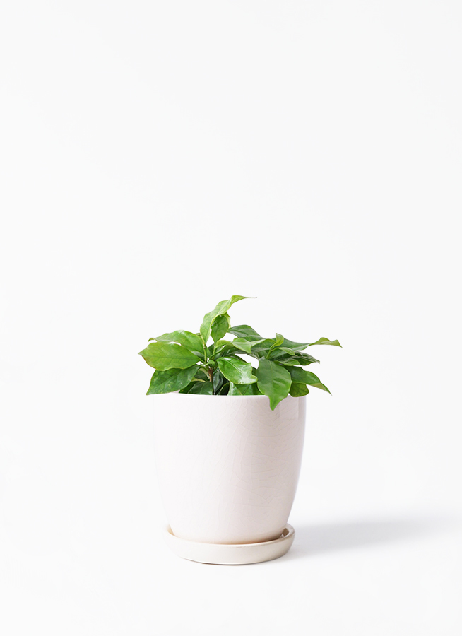 観葉植物 コーヒーの木 3号 Austere(アステア) トール ホワイト 付き | 観葉植物ならHitoHana(ひとはな)
