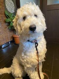 Homii Life - Rent a home in Japan