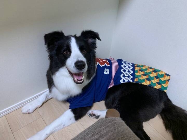 Homii Life - Rent a home in Japan