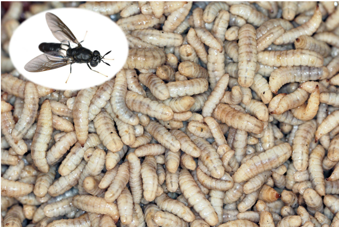 「昆虫食」を食べてみた！ | "Japan In-depth"[ジャパン・インデプス]