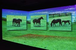 東京競馬場『JRA競馬博物館』6つの見どころ | Pacalla（パカラ）