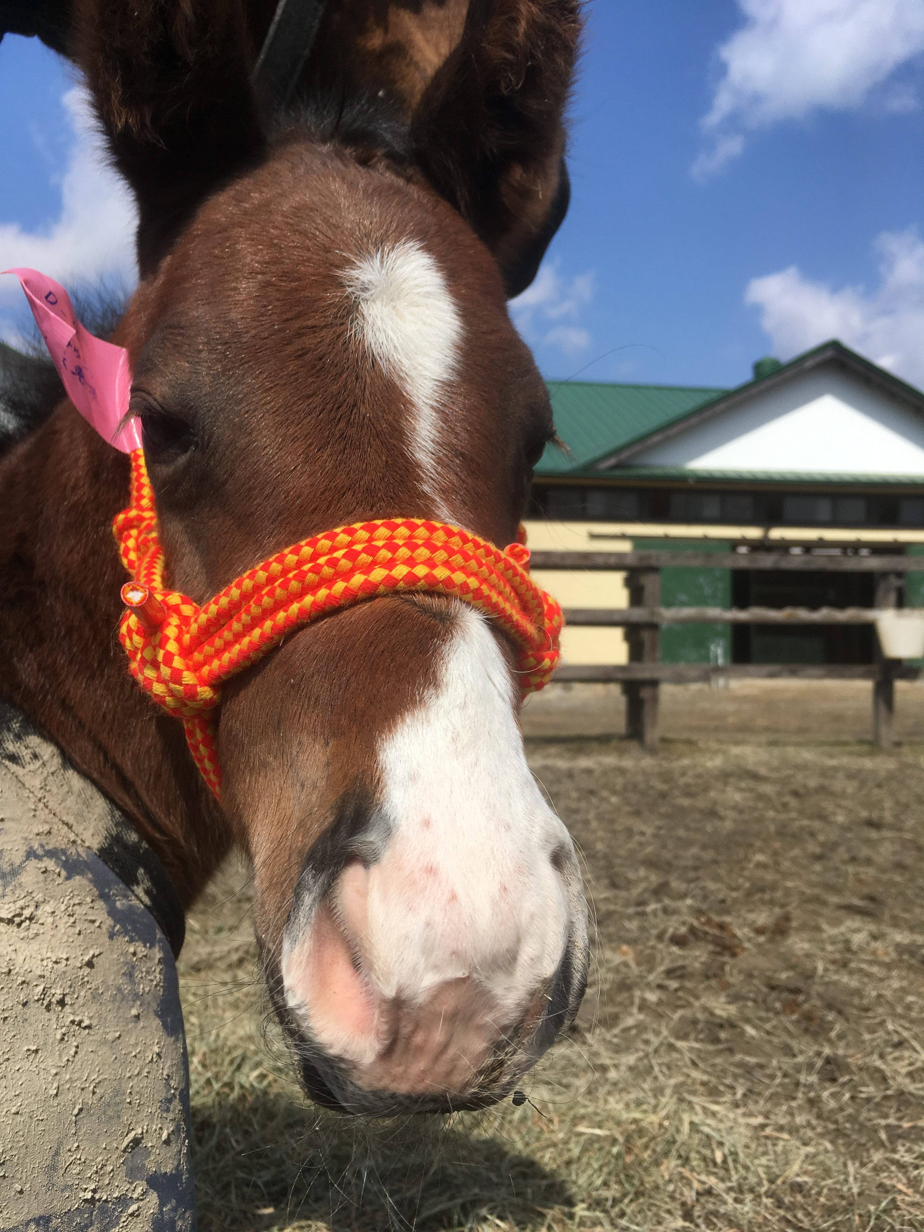 もくしでつなぐプロジェクト その2 | Pacalla（パカラ）