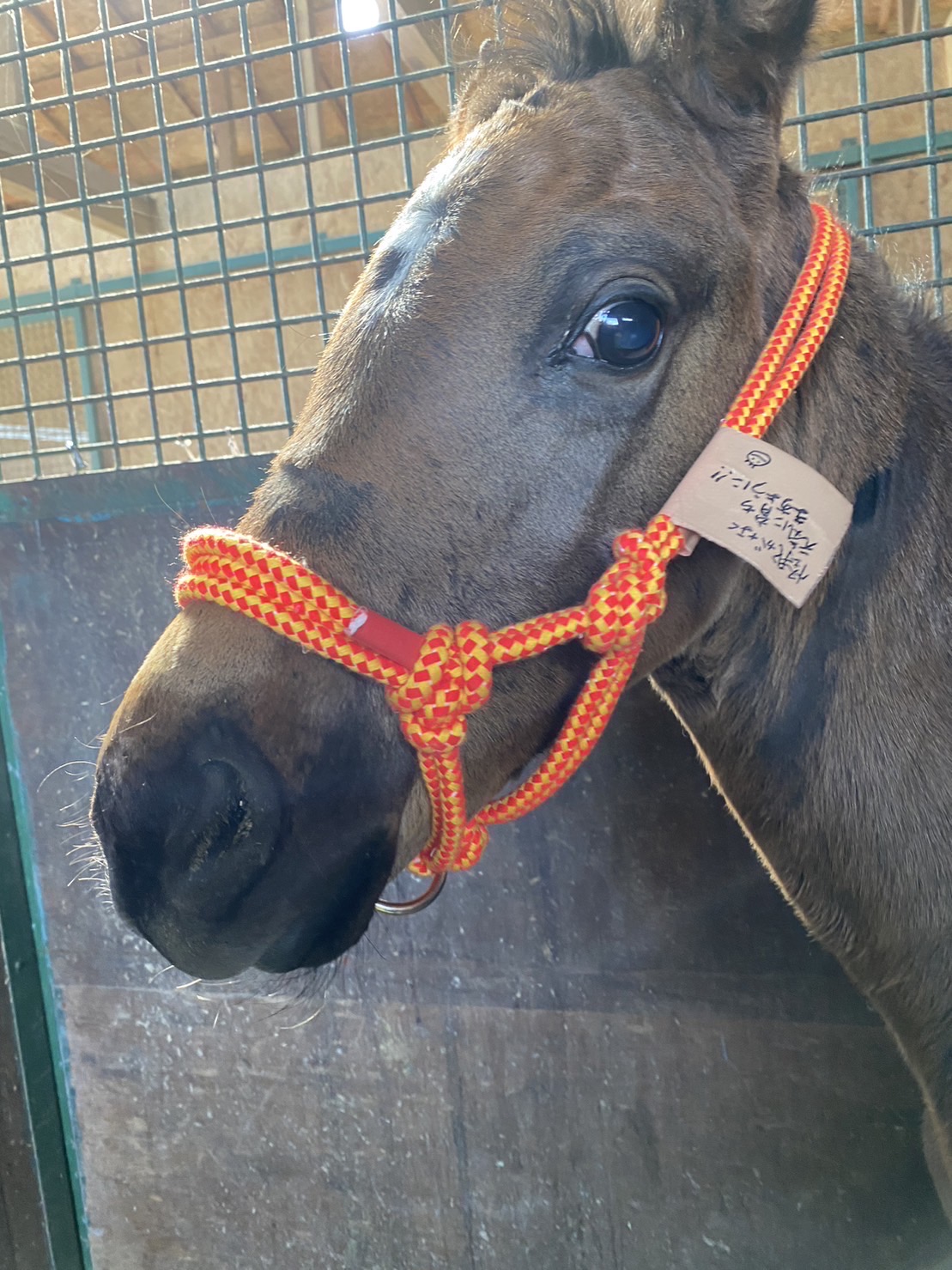 もくしでつなぐプロジェクト2023 | Pacalla（パカラ）