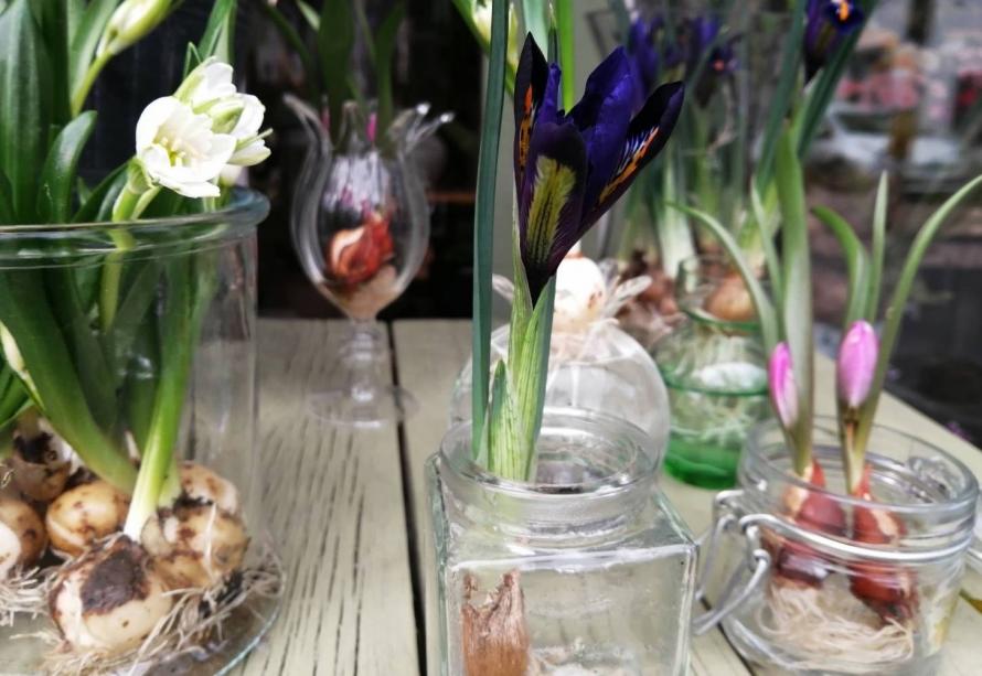 原種系球根のココットアレンジ WS | Peatix