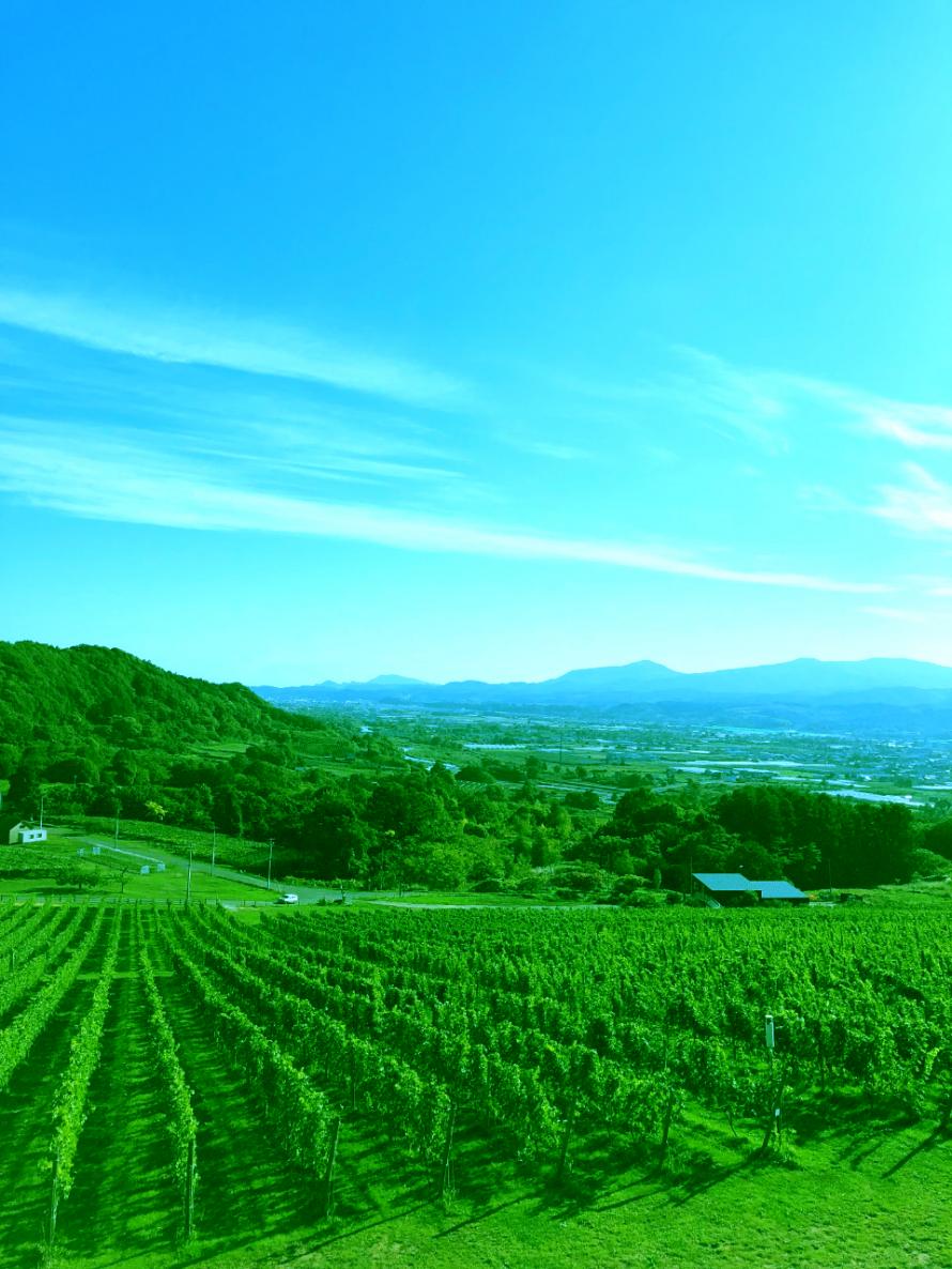 ワイリングウォークフェスNIKI 2023（Wine + Pairing + Walk + Fes） 【ワインと食の感謝祭】 "Hosted by local vintners " | Peatix
