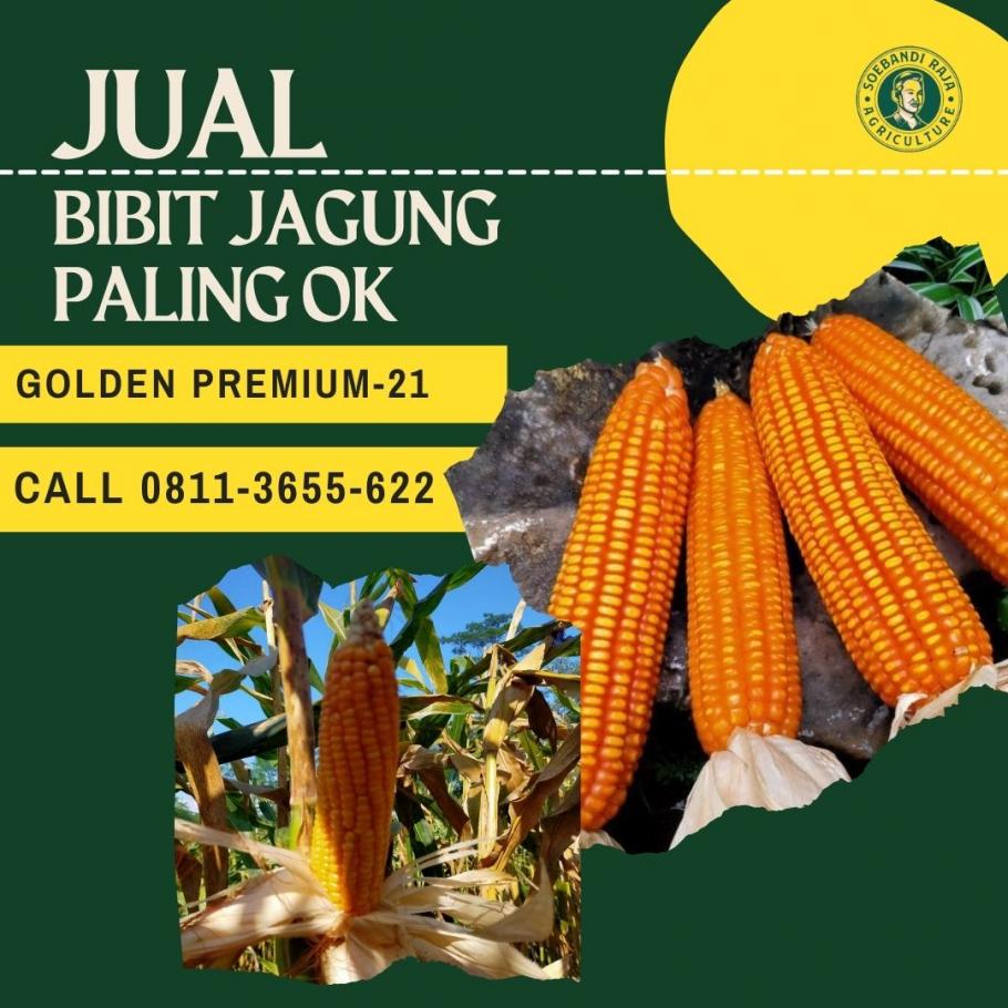 KUALITAS TERBAIK, CALL 0811-3655-622, Benih Jagung super Genjah | Peatix