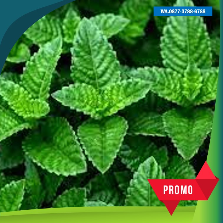 0813-9313-9465, Supplier Janggelan Cincau Hitam Depok, Agen Daun ...