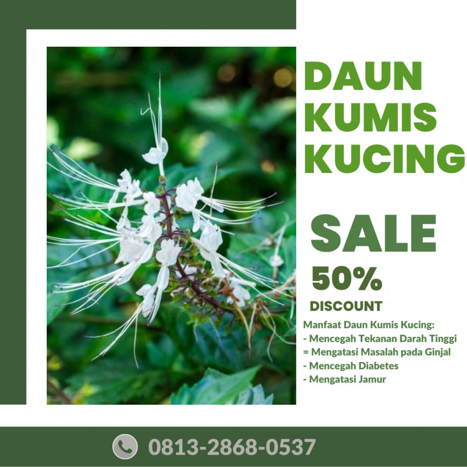HIGENIS!!, CALL 0813-2868-0537, Pusat Budidaya Herbal Daun Kumis Kucing Untuk Asam Urat Tambak ...