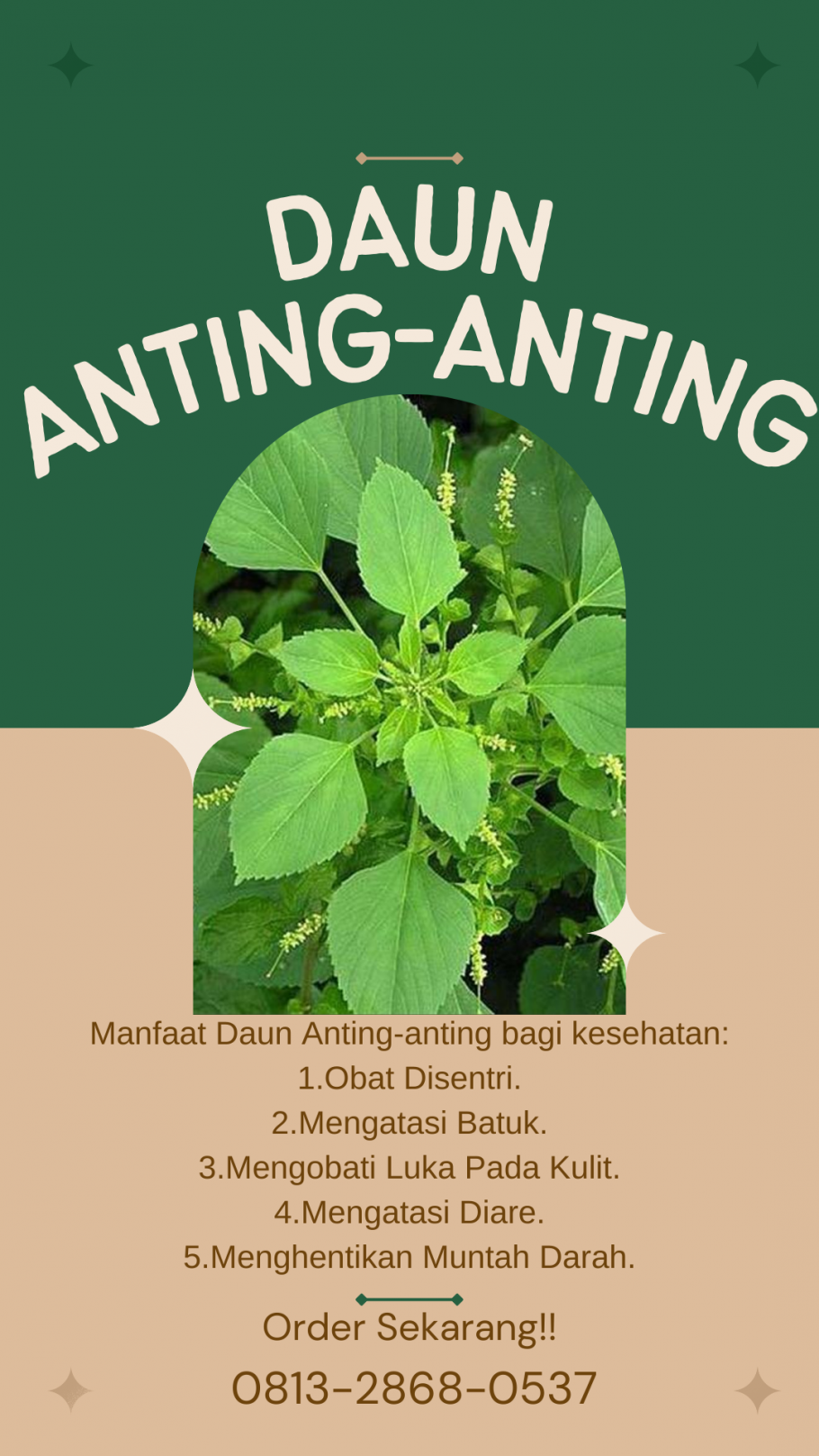 HIGENIS!!, CALL 0813-2868-0537, Pusat Budidaya Herbal Daun Anting Anting Untuk Kucing Tambak ...