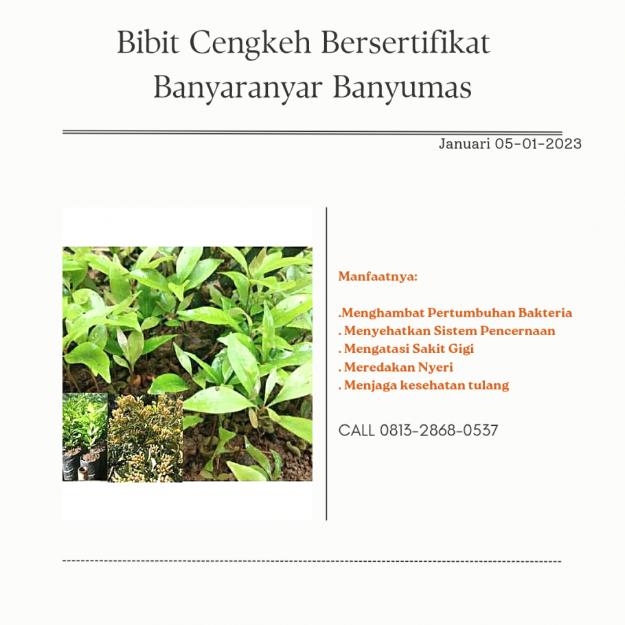 BERSERTIFIKAT!!, CALL 0813-2868-0537, Bibit Cengkeh Bersertifikat ...