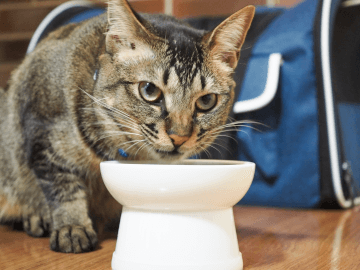 Petpedia│ペット・動物の総合情報メディア