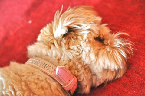 “幸福を呼ぶ魔よけの犬”「ラサ・アプソ」の特徴や飼い方を解説 | Petpedia