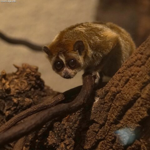 猿の歴史、生態、種類、飼い方 | Petpedia