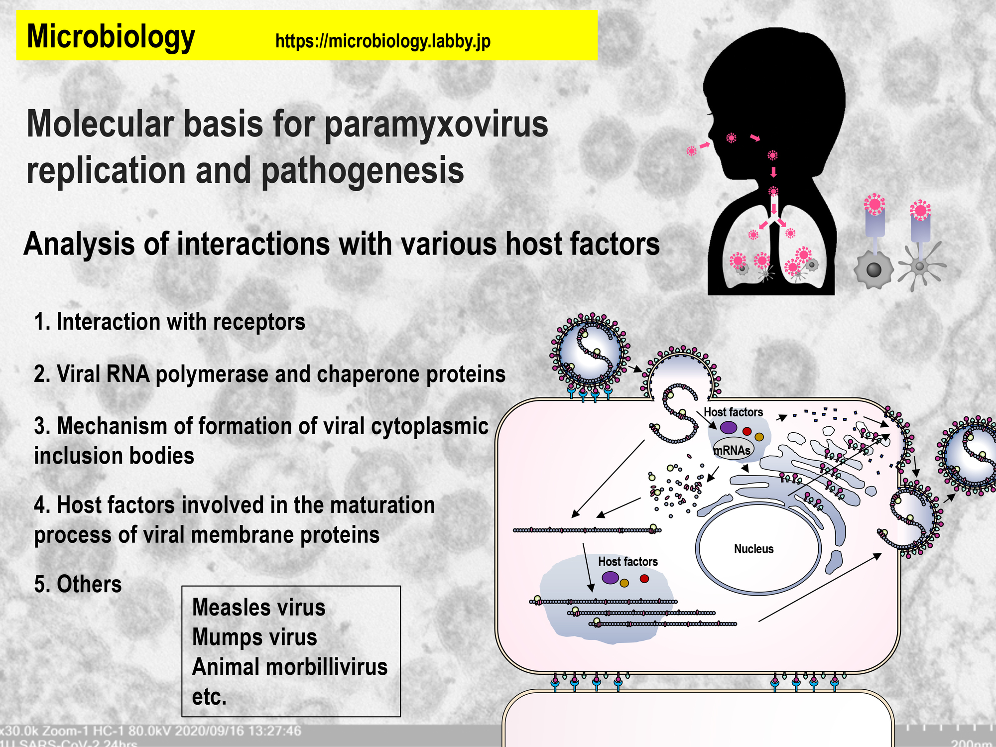Molecular Mechanisms of Paramyxovirus Replication and Pathogenicity ...