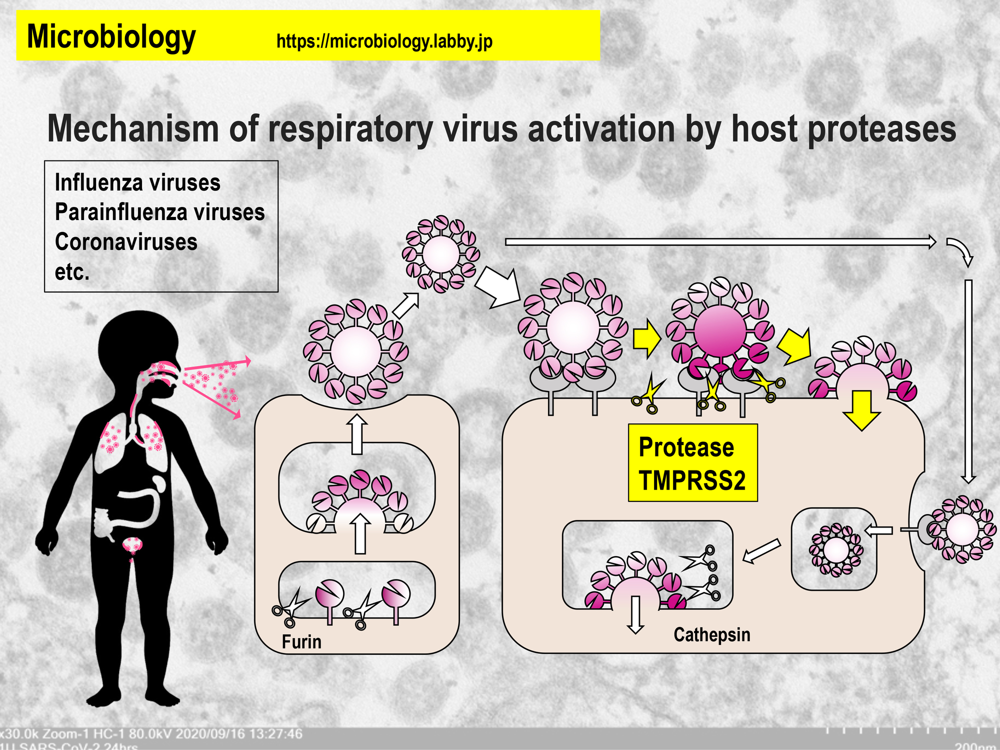 Mechanism of Activation of Respiratory Viruses by Host Proteases | The Department of ...