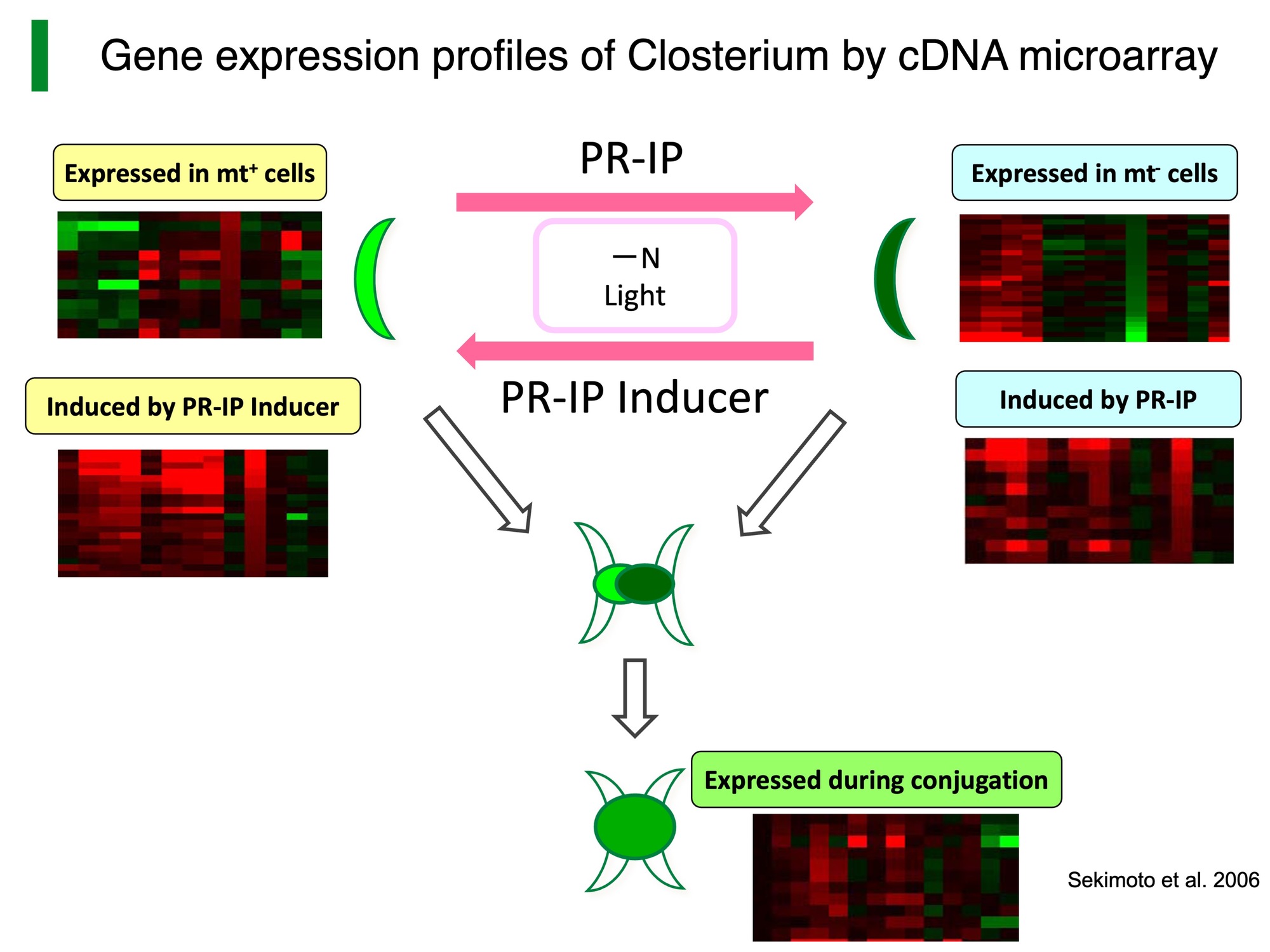 Analysis of sexual reproduction in Closterium | Sekimoto laboratory ...