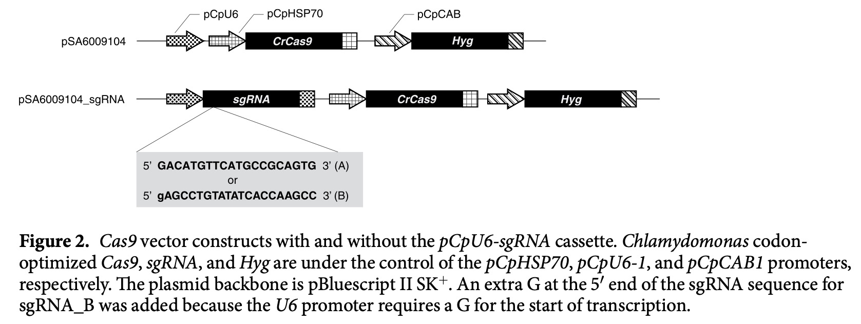 Analysis of sexual reproduction in Closterium | Sekimoto laboratory ...
